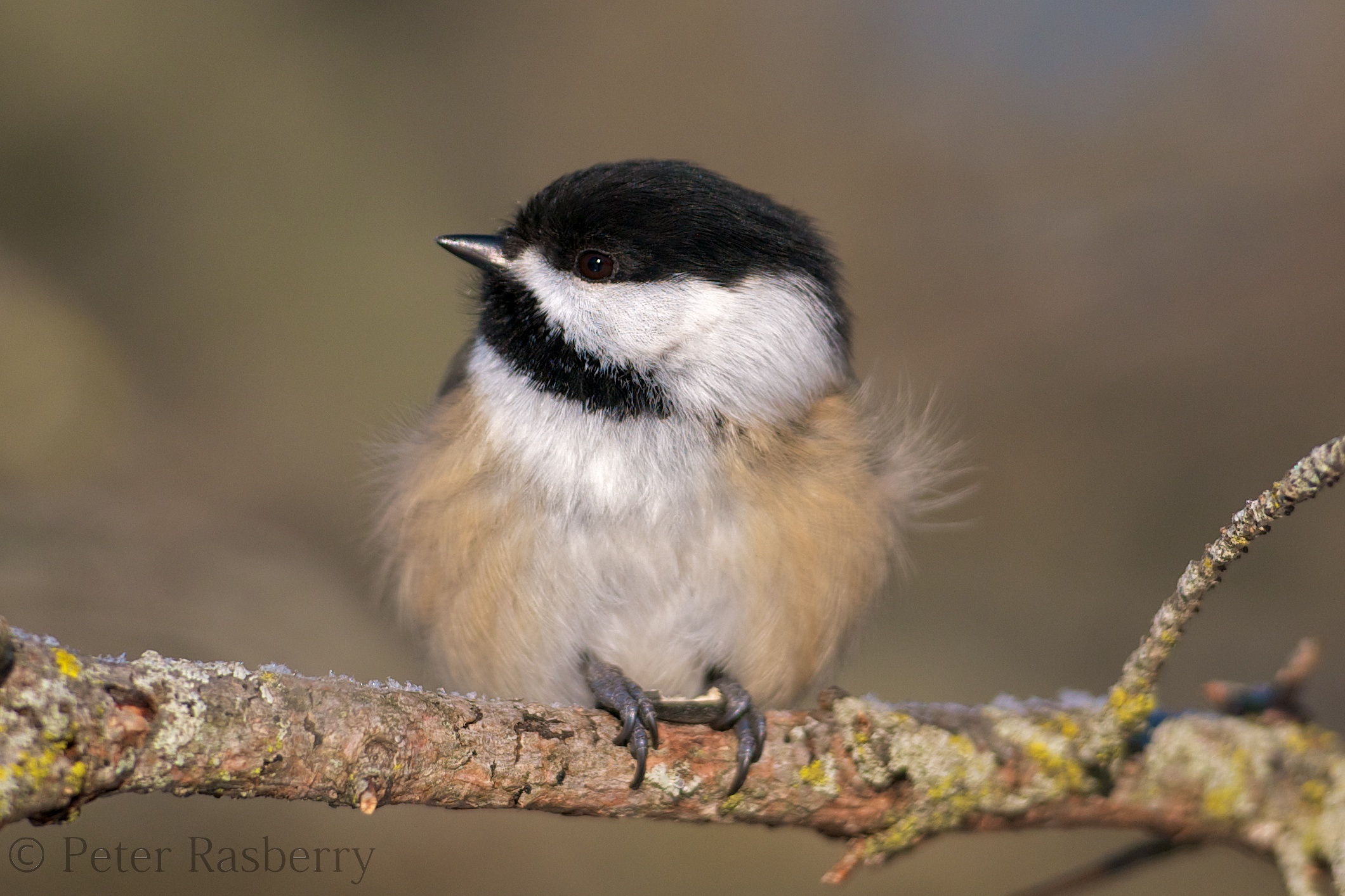 Backyard Bird Nest (Outdoor and Environmental Education)