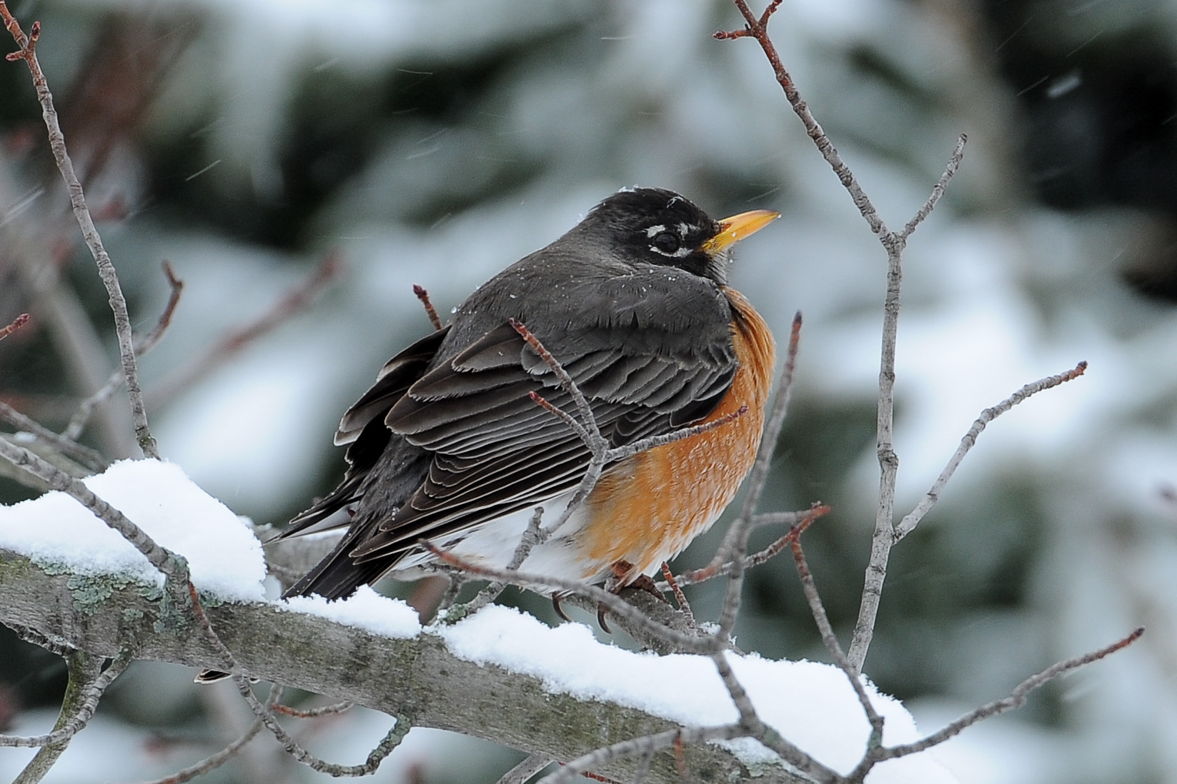 First Robin!! (Outdoor and Environmental Education)