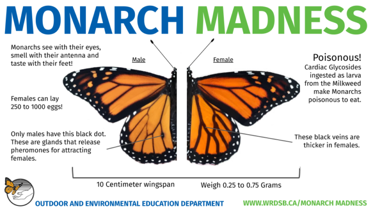 Monarch Identification Outdoor And Environmental Education