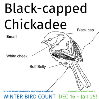 Winter Bird Colouring Pages (Outdoor and Environmental Education)