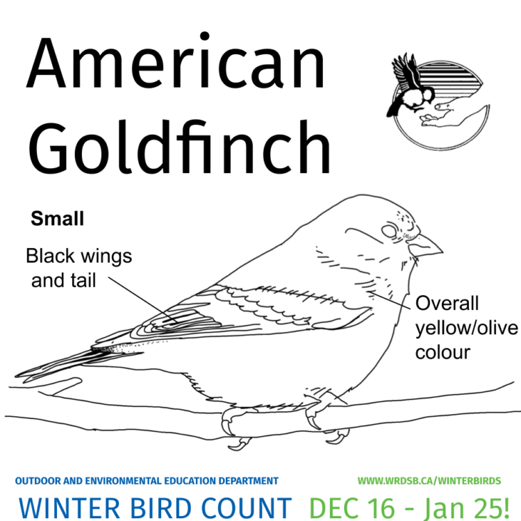 Winter Bird Colouring Pages (Outdoor and Environmental Education)