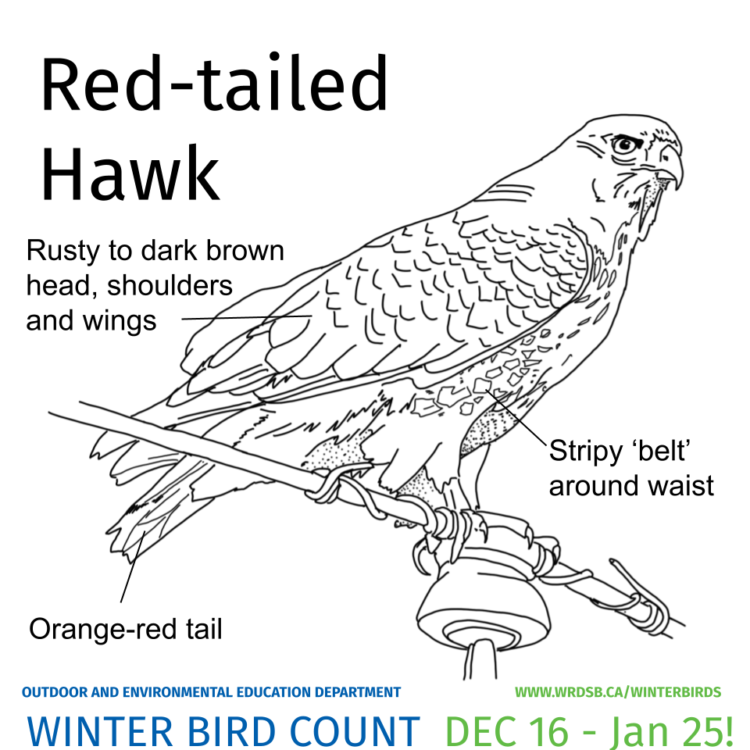 Winter Bird Colouring Pages (Outdoor and Environmental Education)