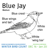 Winter Bird Colouring Pages (Outdoor and Environmental Education)