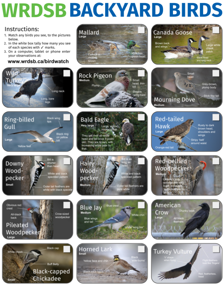 BACKYARD BIRDS (Outdoor and Environmental Education)